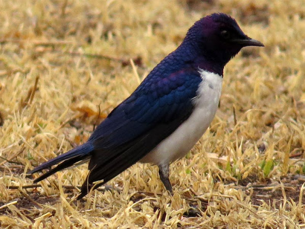 Violet-backed Starling | Project Noah