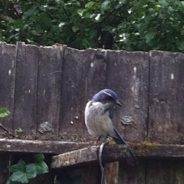 Scrub Jay | Project Noah