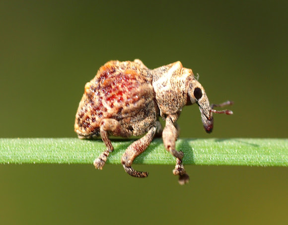 Small Weevil | Project Noah