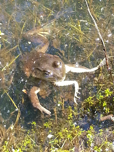 American Bullfrog eating Northern Leopard Frog | Project Noah