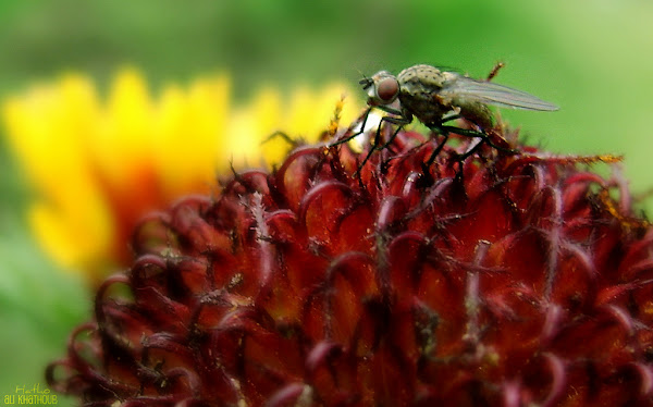 Housefly | Project Noah