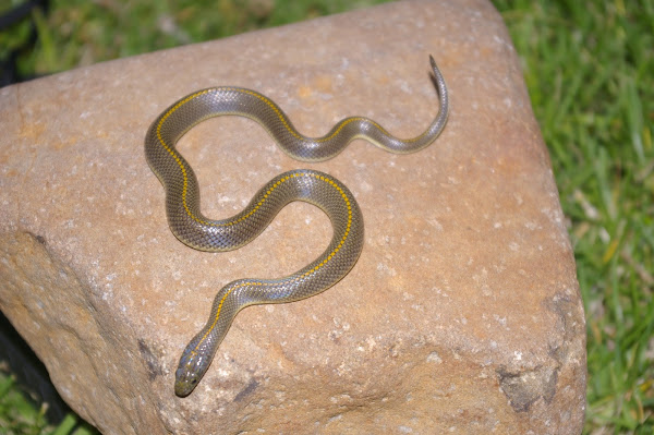 Aurora House Snake | Project Noah