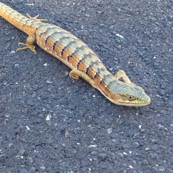 California Alligator Lizard | Project Noah