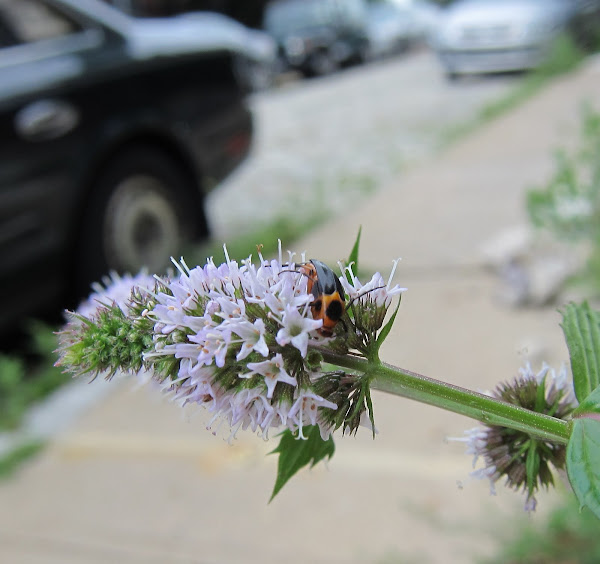 Rhipiphoridae Beetle | Project Noah