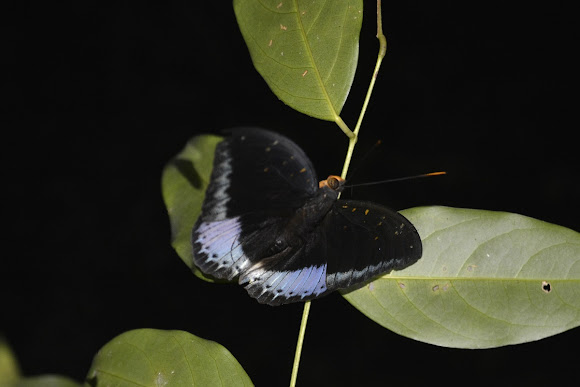 Common Archduke Butterfly | Project Noah