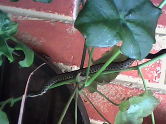 Ranera montana, Mesoamerican highlands garter snake | Project Noah