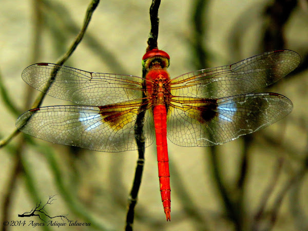 Coral-tailed Cloud Wing ♂ | Project Noah