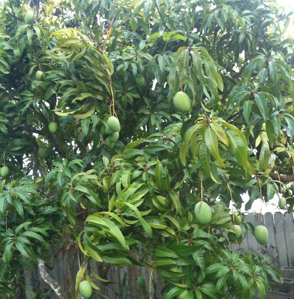 Mango | Project Noah