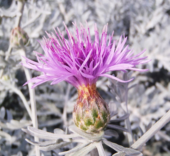 Centaurea | Project Noah