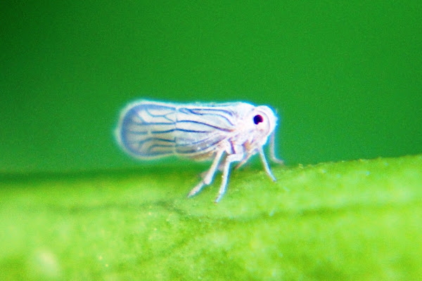 Planthopper | Project Noah