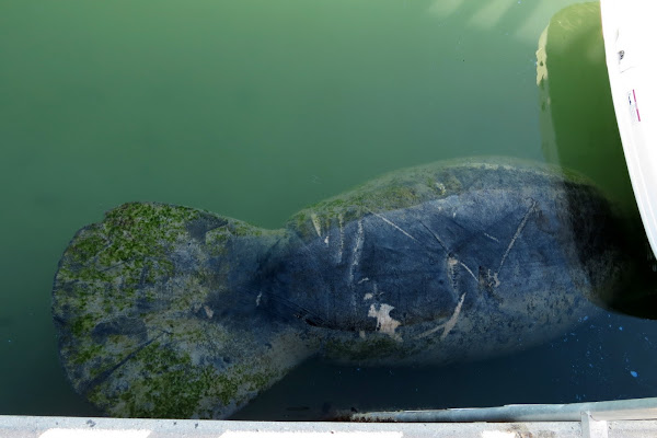 Florida Manatee | Project Noah