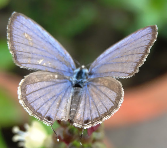 Gram Blue Butterfly | Project Noah