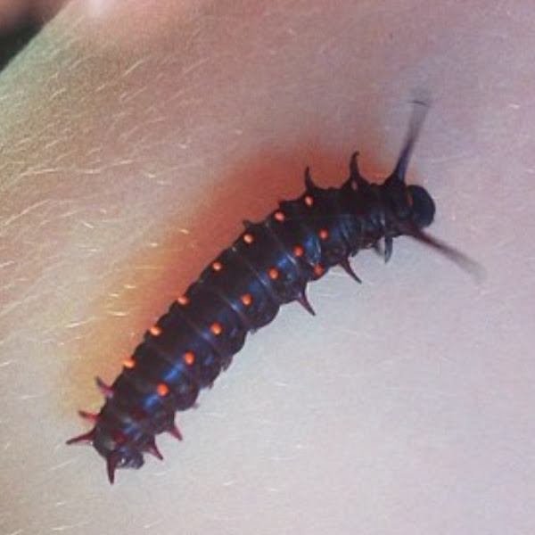Pipevine swallowtail (larva) | Project Noah