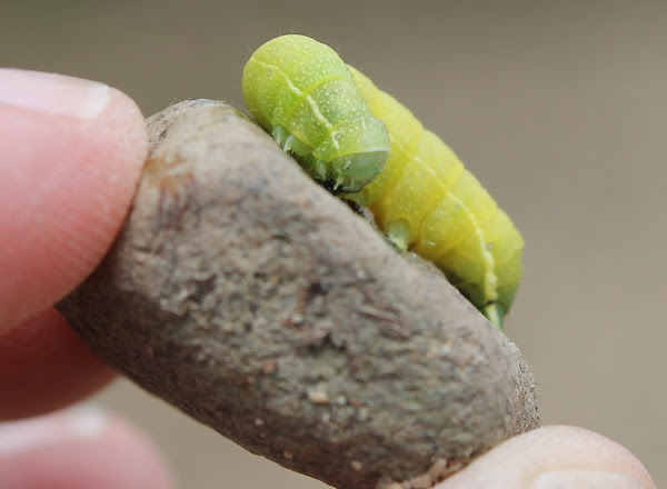 Speckled Green Fruitworm Moth | Project Noah