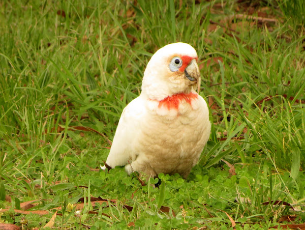 Long-billed Corella | Project Noah