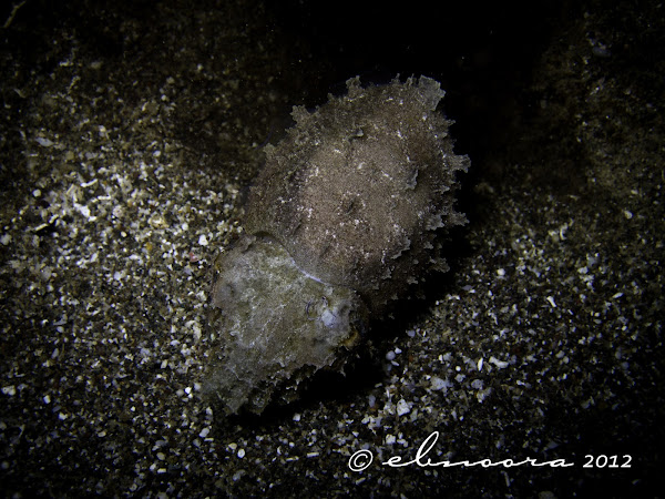 Stumpy-spined Cuttlefish, Dwarf Cuttlefish | Project Noah