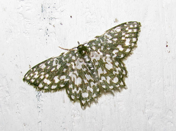 Geometrid moth | Project Noah