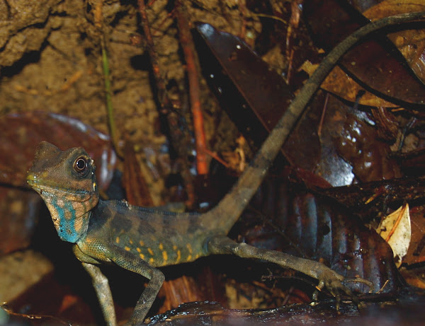 Great angle-head Lizard | Project Noah