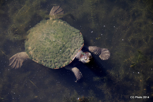 Krefft's River Turtle | Project Noah