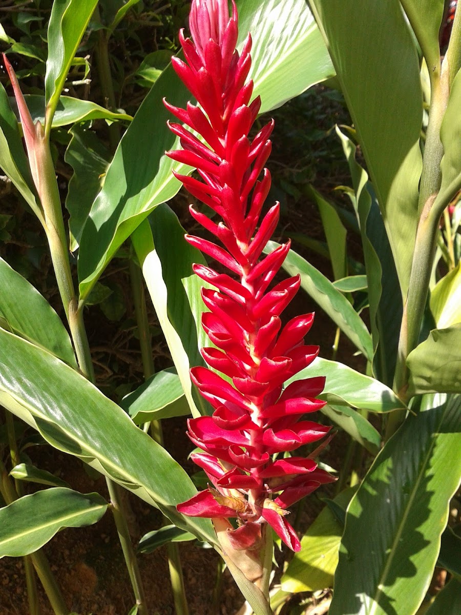 red ginger | Project Noah