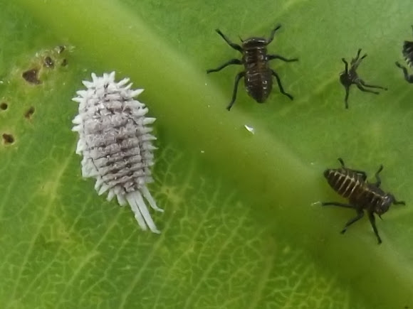 Mealy bug | Project Noah