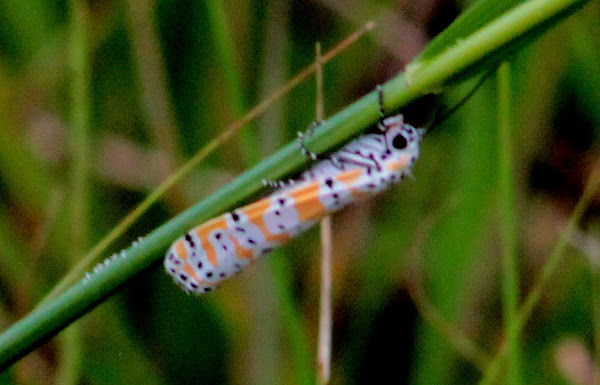 Rattlebox Moth | Project Noah