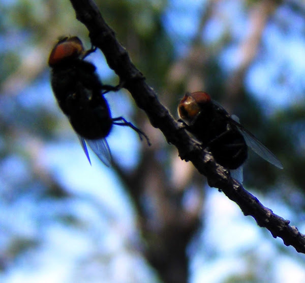 Blue Bottle Blowfly | Project Noah