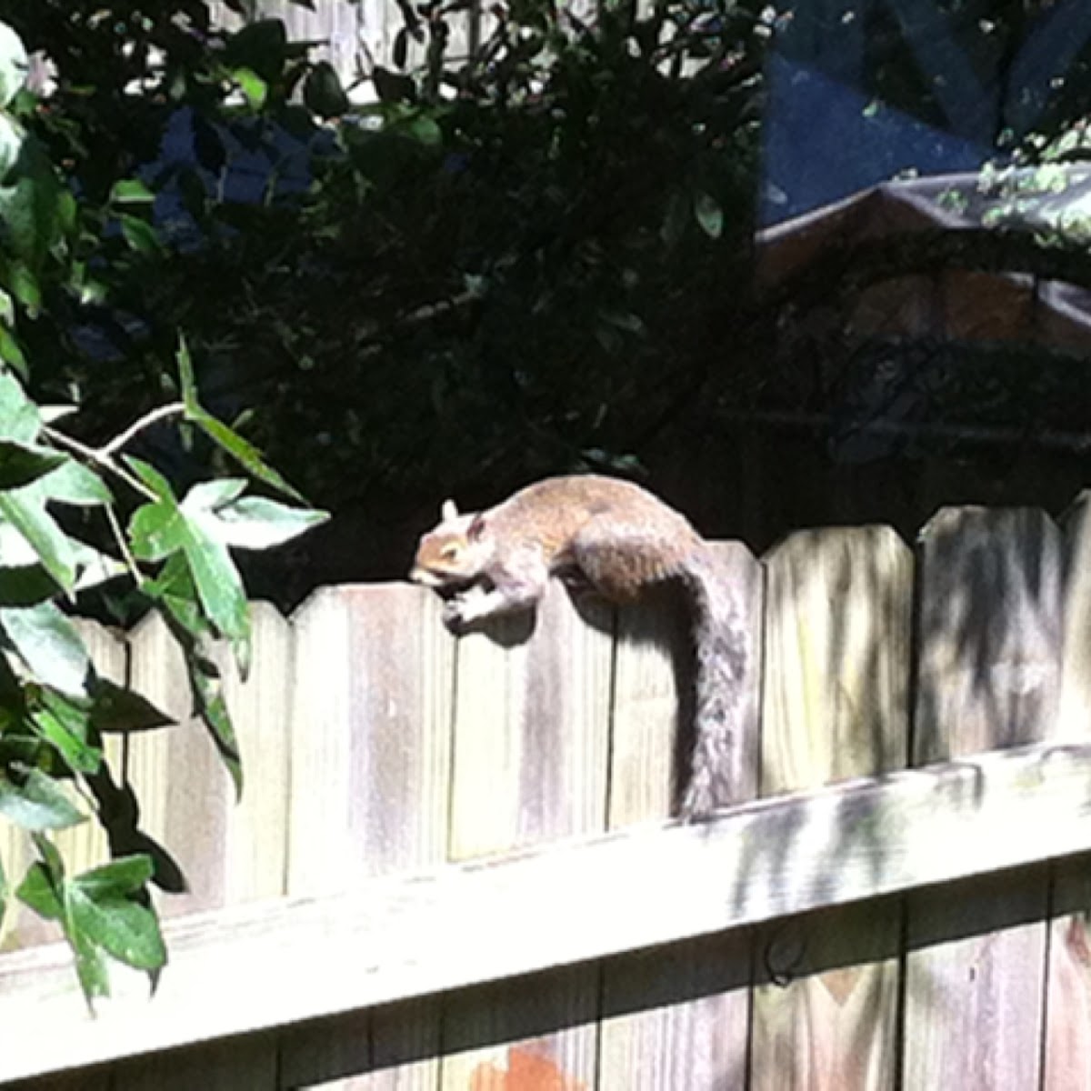 Eastern Gray Squirrel | Project Noah