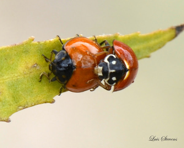 Ladybugs (Mating) | Project Noah