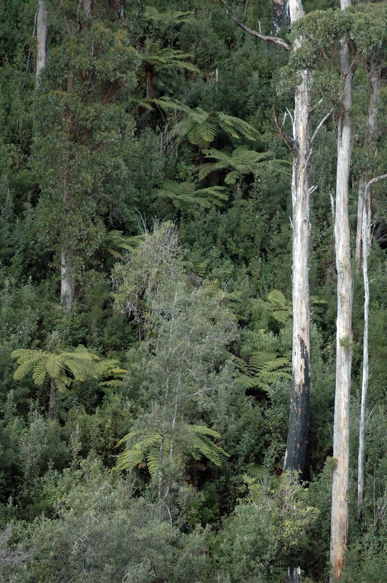 Slender tree fern | Project Noah