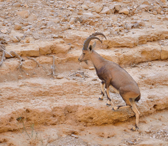 Nubian Ibex | Project Noah