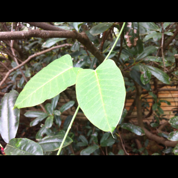 Common Moth Vine | Project Noah