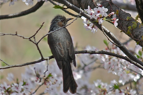 Dark Gray Bird | Project Noah