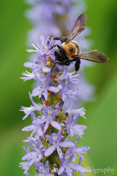 Bumblebee | Project Noah