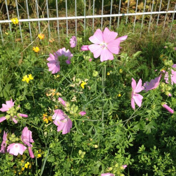 Mallow | Project Noah