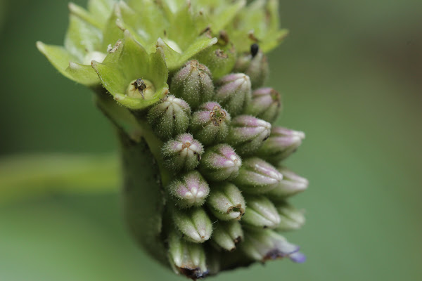 Epithema | Project Noah