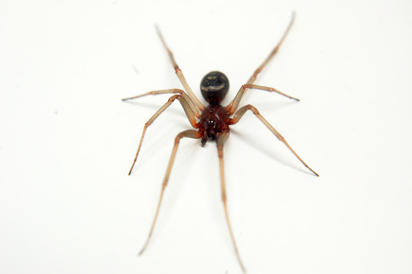 Steatoda sp. | Project Noah