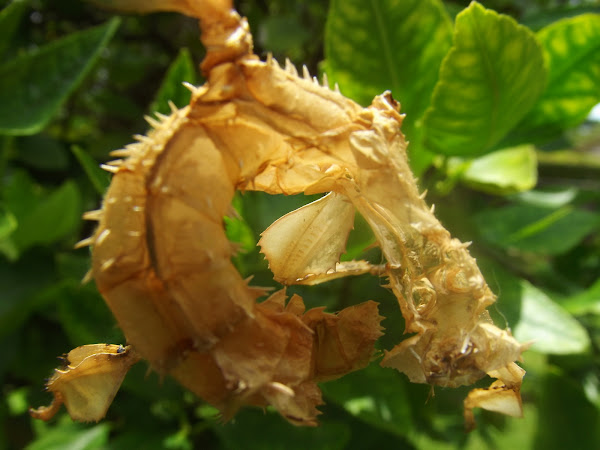 spiny leaf insect exuvia | Project Noah