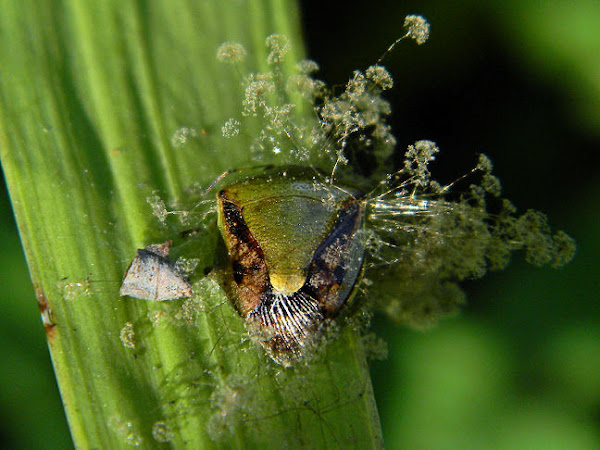 entomopathogenic fungus on shield bug | Project Noah