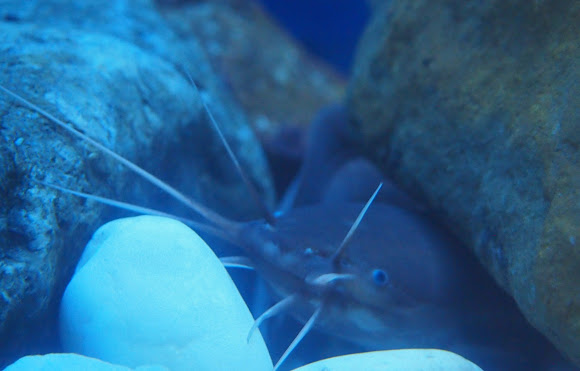 Slender walking catfish | Project Noah