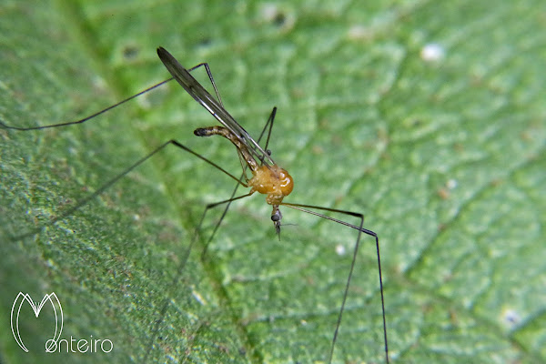 Crane fly | Project Noah
