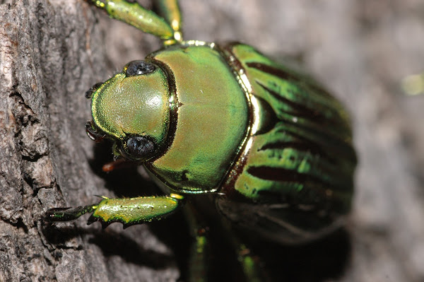 Glorious Scarab | Project Noah