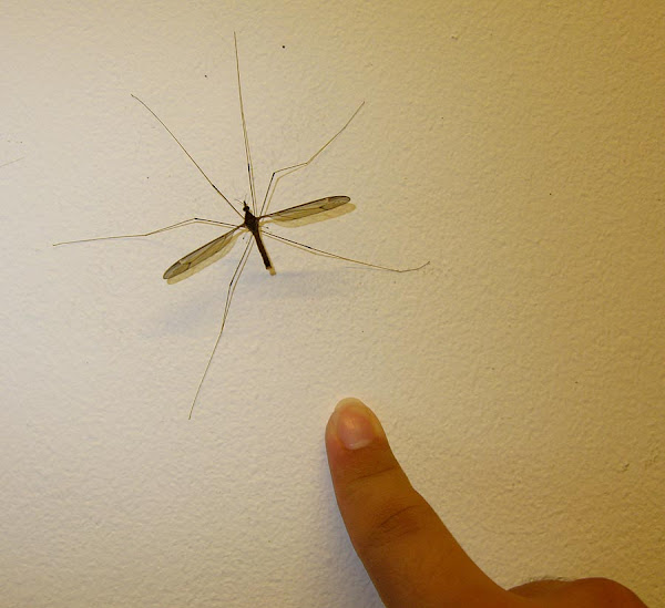 Giant Crane Fly | Project Noah