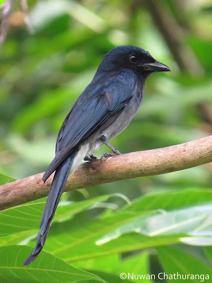 White-bellied Drongo | Project Noah