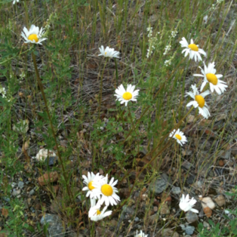 Wild Daisy | Project Noah