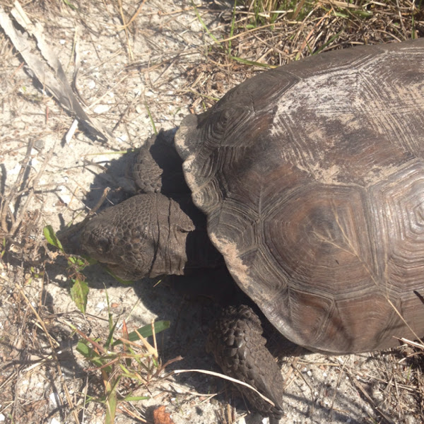 Gopher Tortoise | Project Noah
