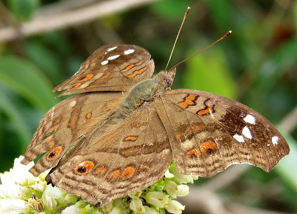 Brown commodore | Project Noah