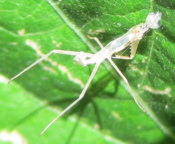 Mantis Exuvia | Project Noah