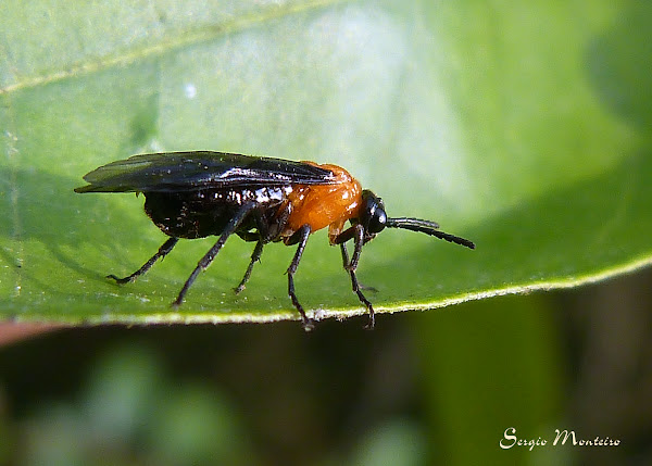 Pergidae sawfly | Project Noah