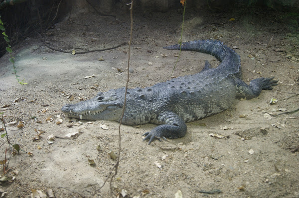 Morelet's Crocodile | Project Noah